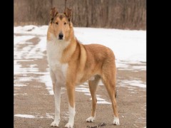 Collie Puppies For Sale - AKC PuppyFinder