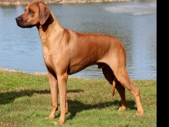 Rhodesian Ridgeback Puppies For Sale - AKC PuppyFinder