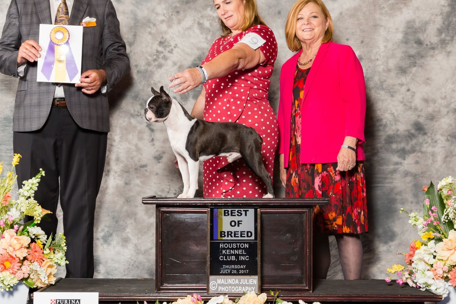 Boston Terrier (Bostie) Puppies For Sale In Texas