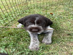 German Wirehaired Pointer Puppies For Sale - AKC PuppyFinder