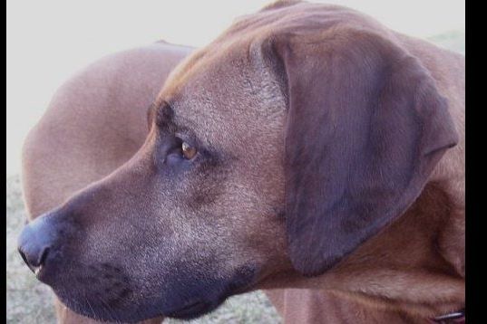 Redstone Rhodesian Ridgebacks and Beagles - Beagle Puppies for Sale in ...