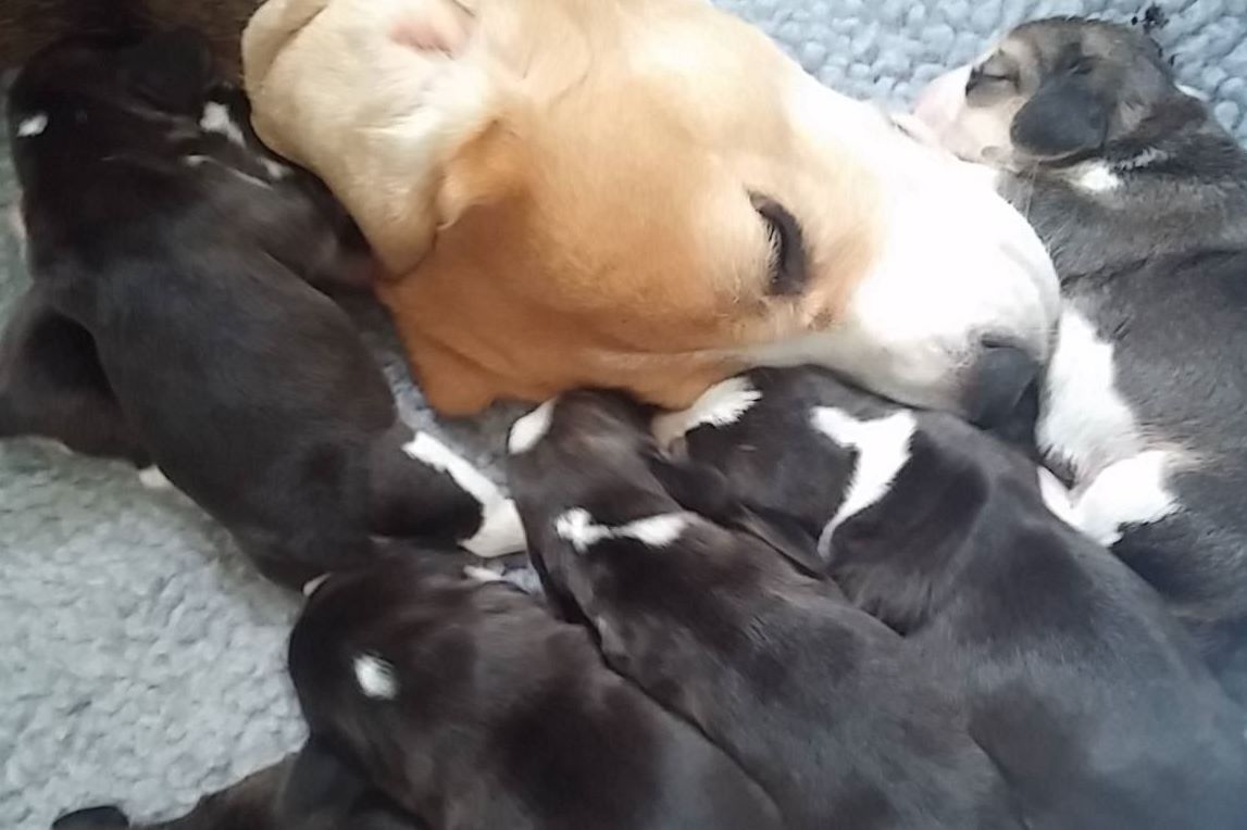 Beagle Puppies For Sale In New York