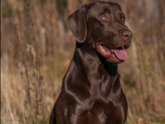 Labrador Retriever (Lab) Puppies For Sale - AKC PuppyFinder