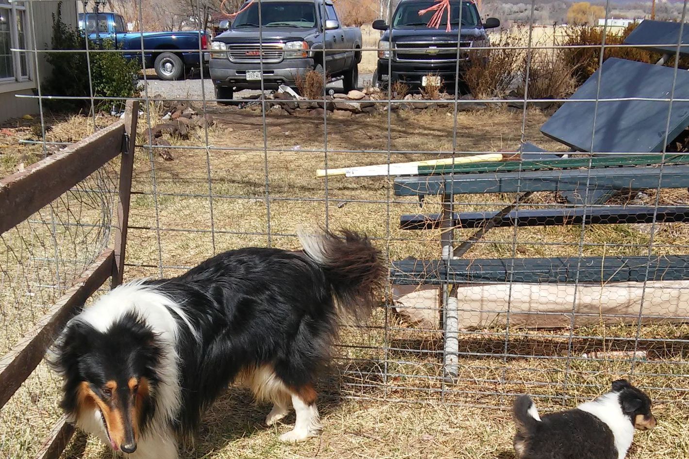 North Fork Rough Collies - Shetland Sheepdog Puppies for Sale in ...
