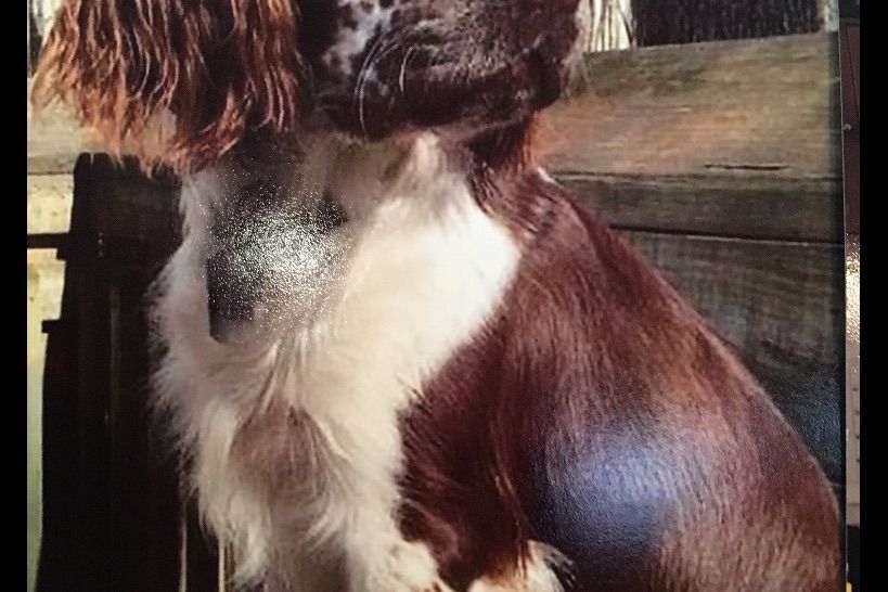 English Springer Spaniel Puppies For Sale In North Carolina
