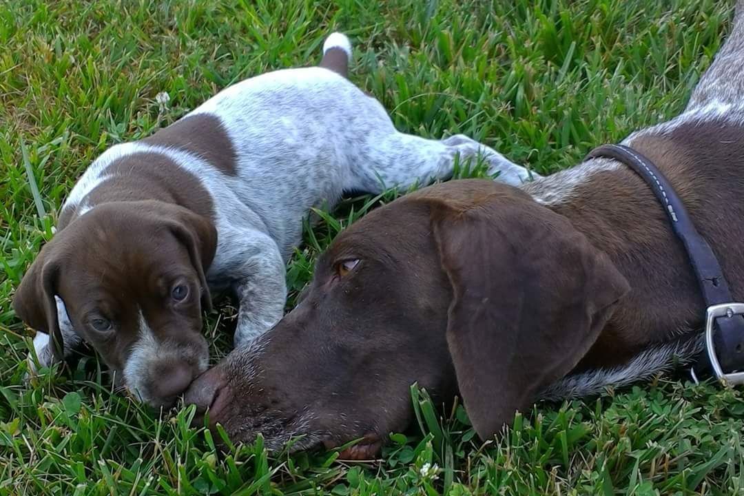 German Shorthaired Pointer Puppies For Sale In Missouri