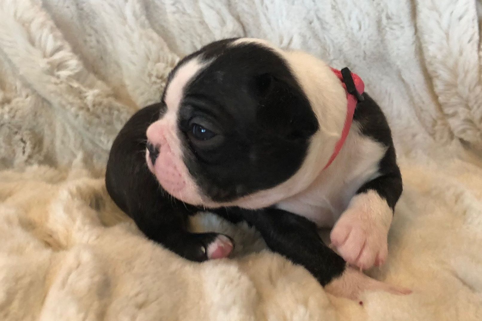 Boston Terrier (Bostie) Puppies For Sale In North Carolina
