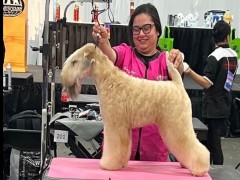 Breed-Specific Cuts Services - AKC GroomerFinder - The Best Way To Find ...