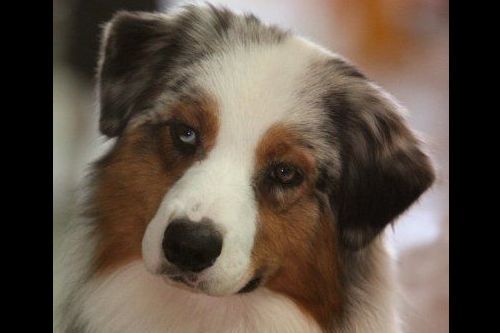 Australian Shepherd (Aussie) Puppies For Sale In Maryland