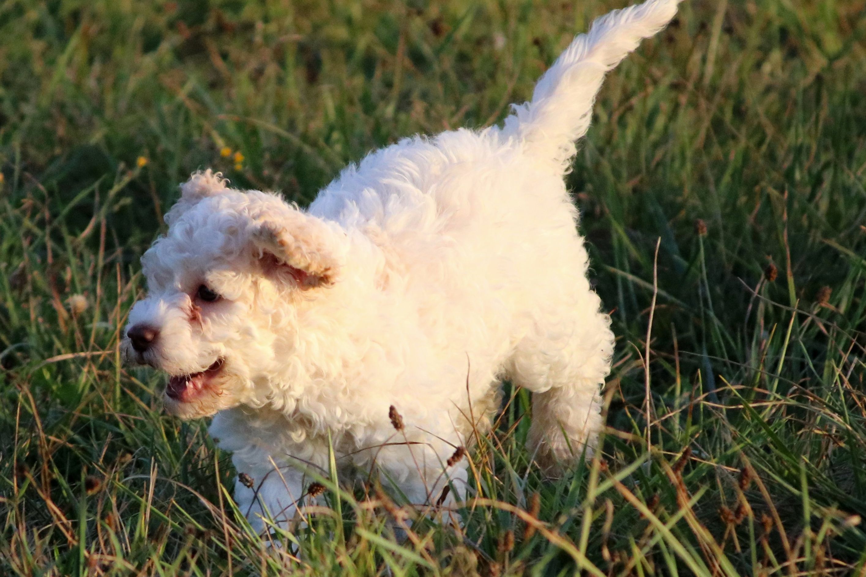 Lagotto Romagnolo Puppies For Sale In Washington