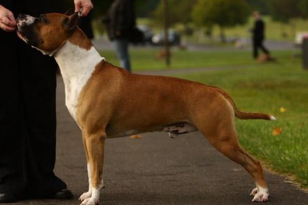 American Staffordshire Terrier (Amstaff) Puppies For Sale