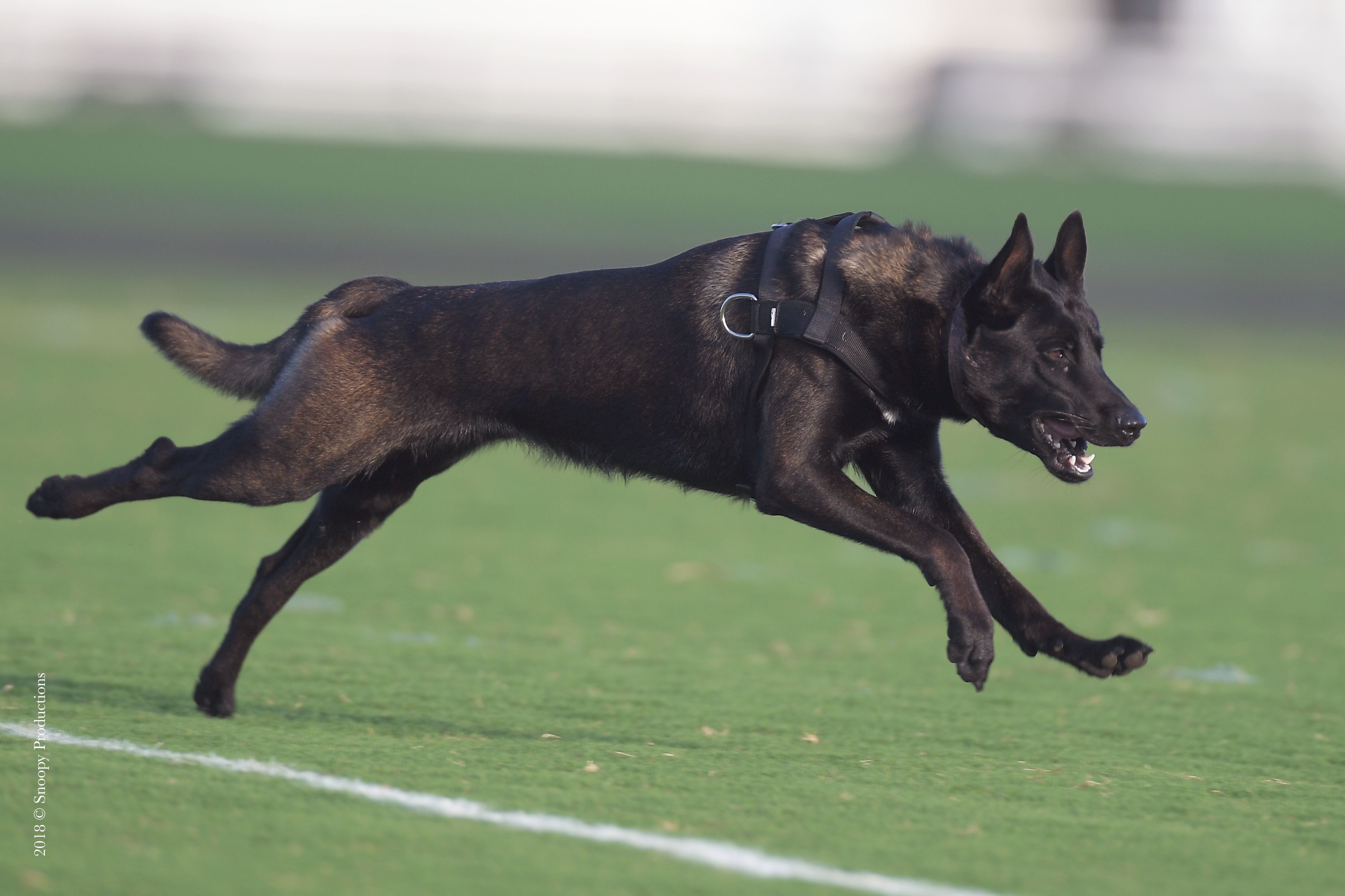 Belgian Malinois Puppies For Sale In Florida