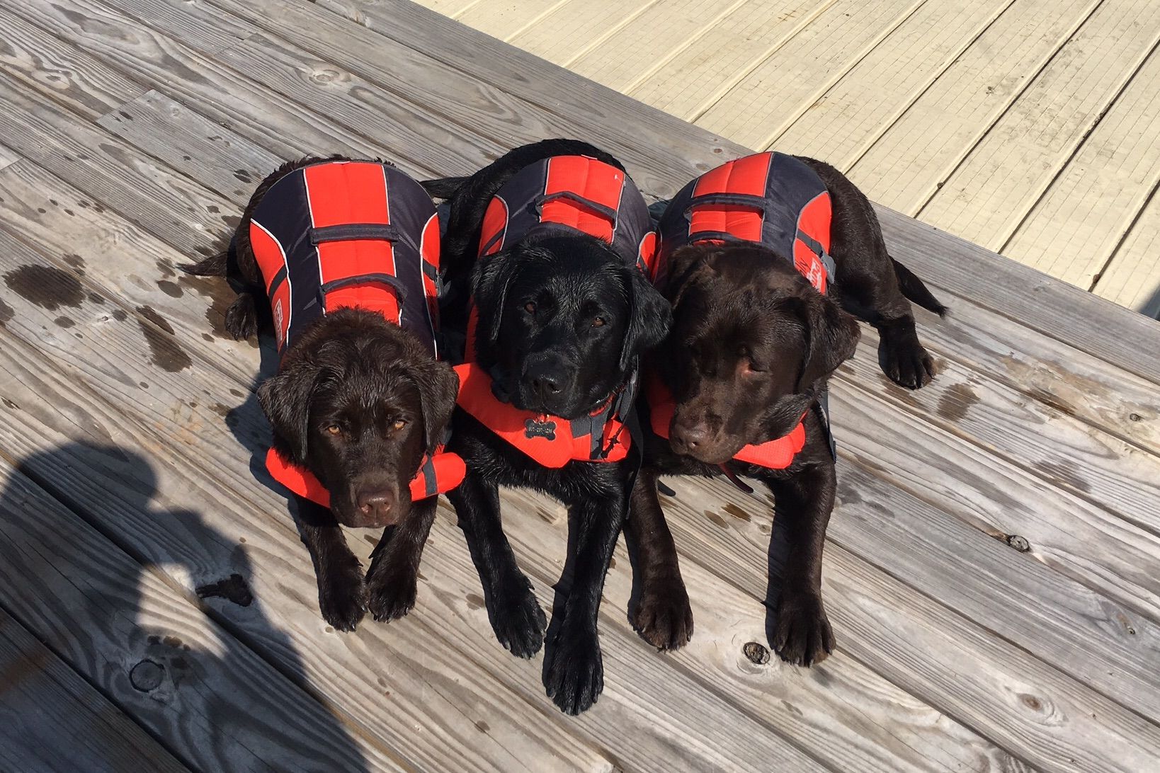 Red Brush Labs - Labrador Retriever Puppies for Sale in Nichols, NY ...