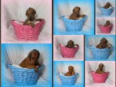 Rhodesian Ridgeback Puppies For Sale - AKC PuppyFinder