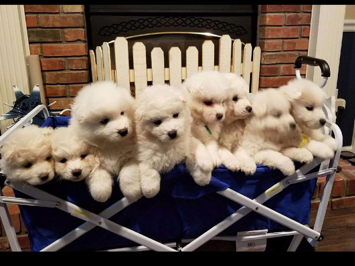 Kathy Bube, (Rexann) - Shiba Inu Puppies for Sale in Elizabeth, IN ...