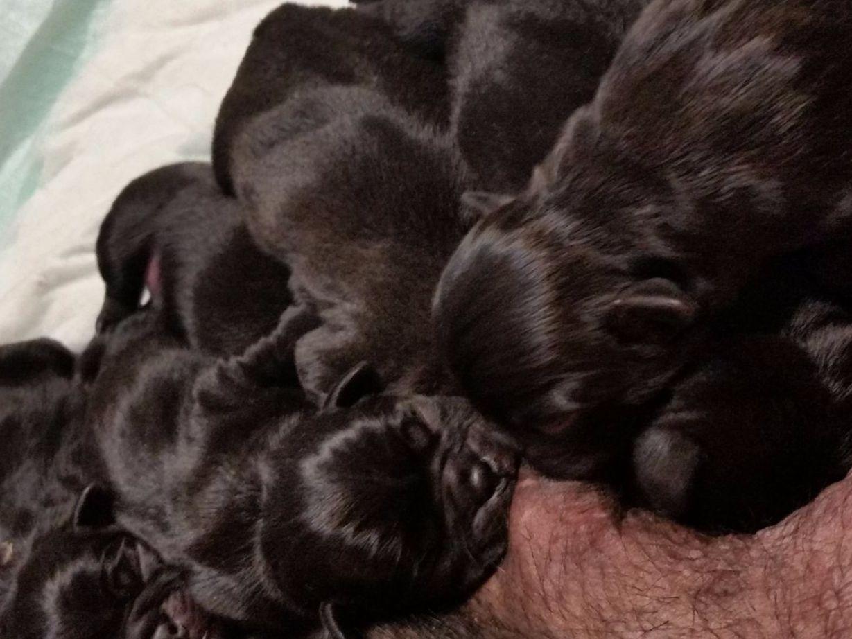 Warren Gosdin RENWARS PUGS - Pug Puppies for Sale in Bath, PA | AKC ...