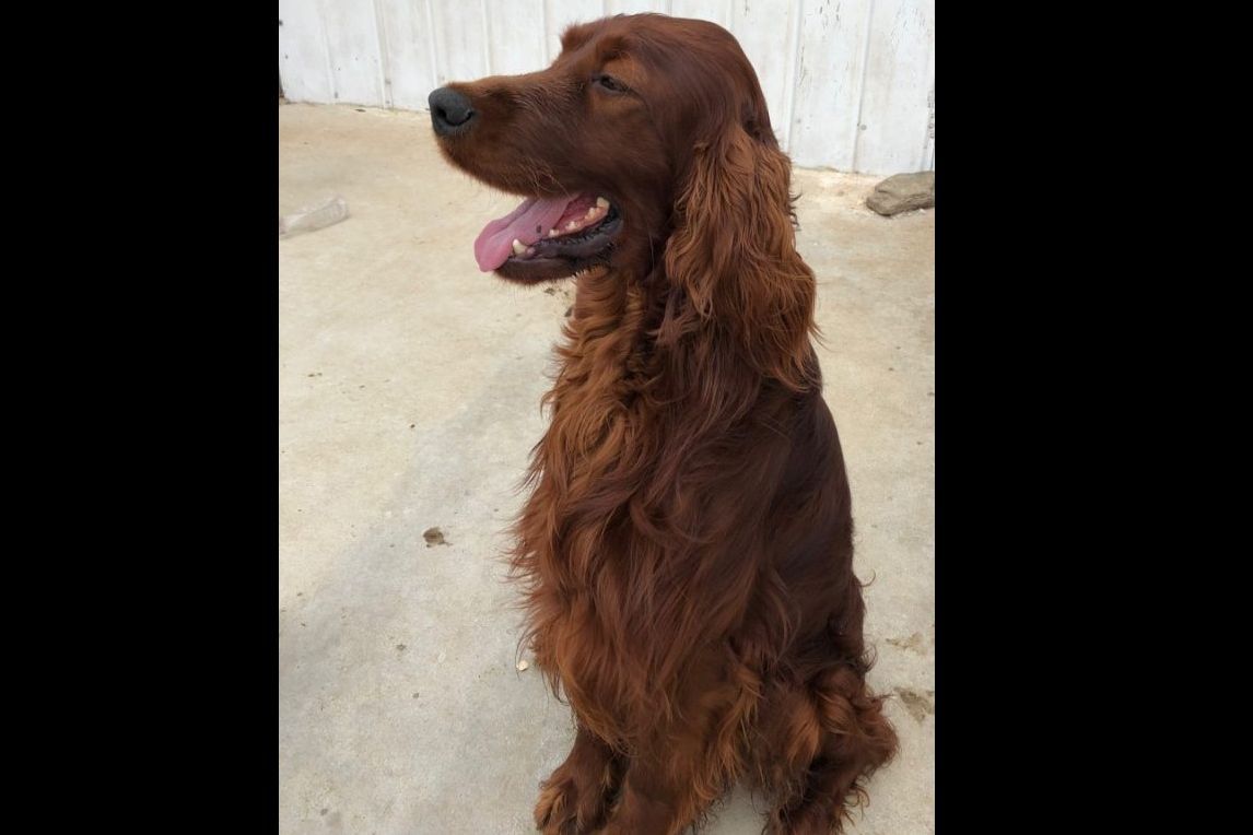 Irish Setter Puppies For Sale