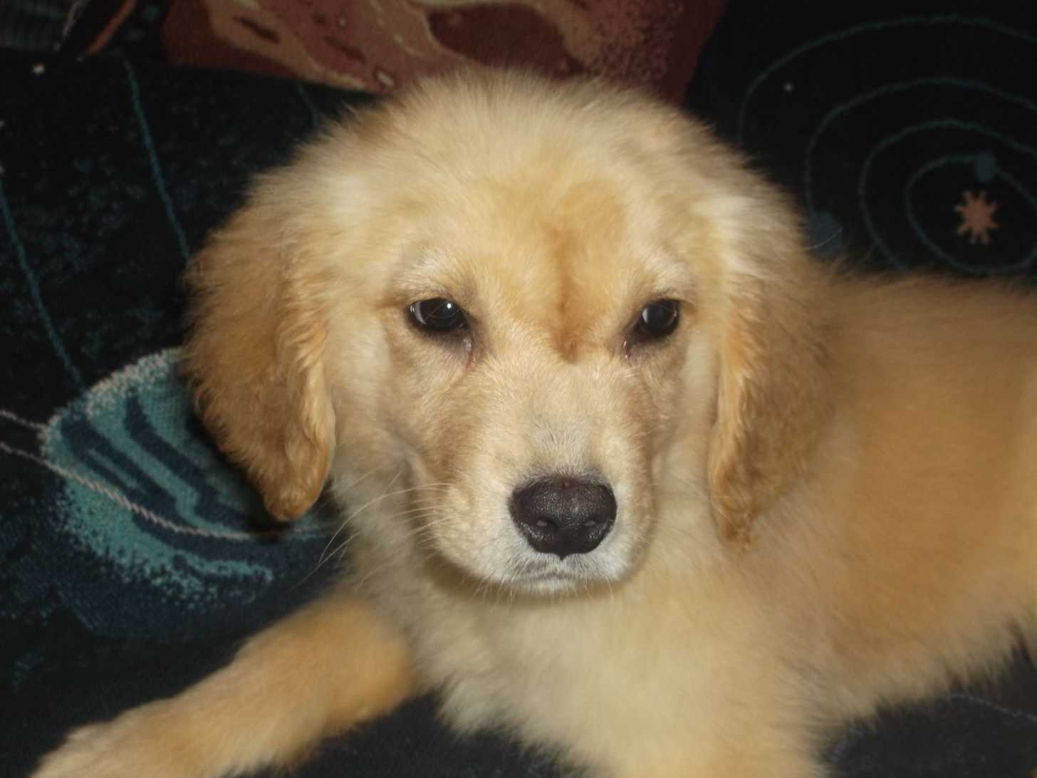 Carol Ramer - Golden Retriever Puppies for Sale in Mendota, IL | AKC ...