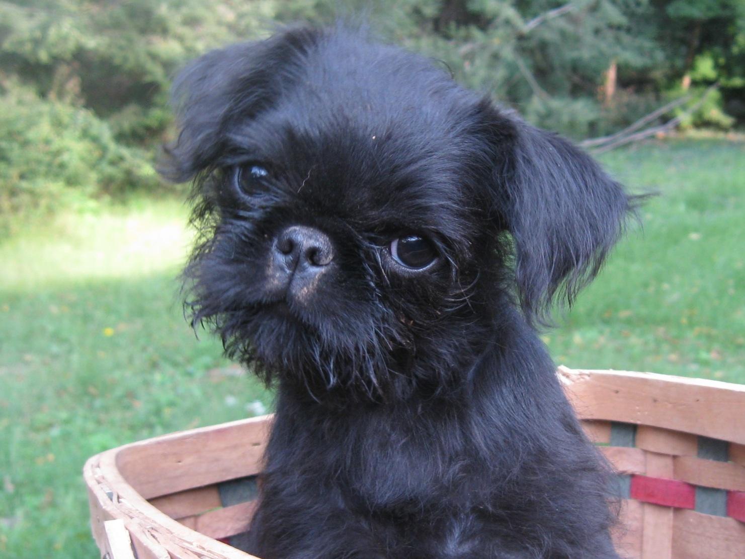 Parisfield Brussels Griffons - Puppies For Sale