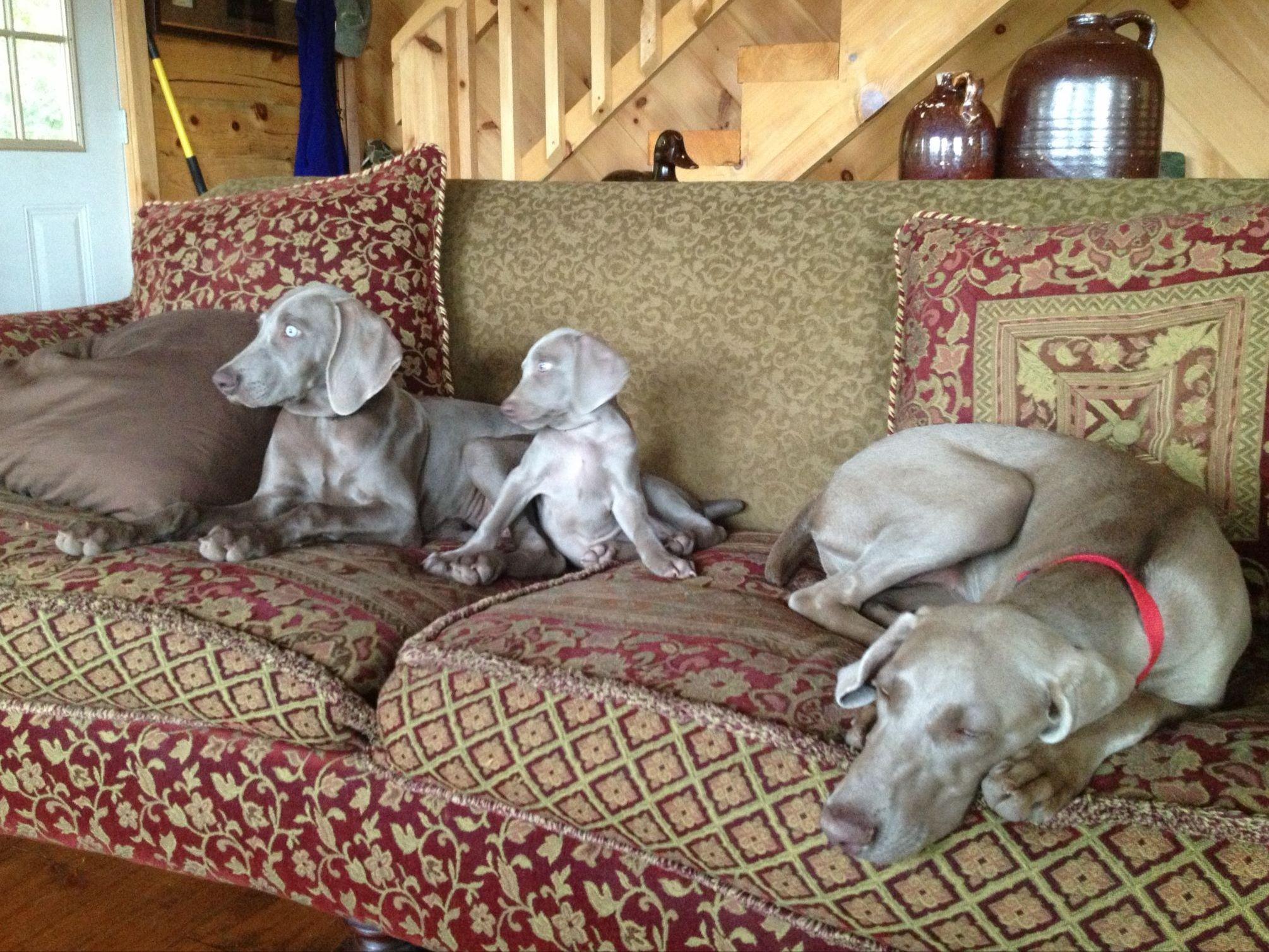 Nesdahl's Grey Ghost Kennel - Weimaraner Puppies for Sale in Conway, AR ...