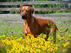 Rhodesian Ridgeback Puppies For Sale - AKC PuppyFinder