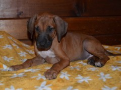 Rhodesian Ridgeback Puppies For Sale - AKC PuppyFinder
