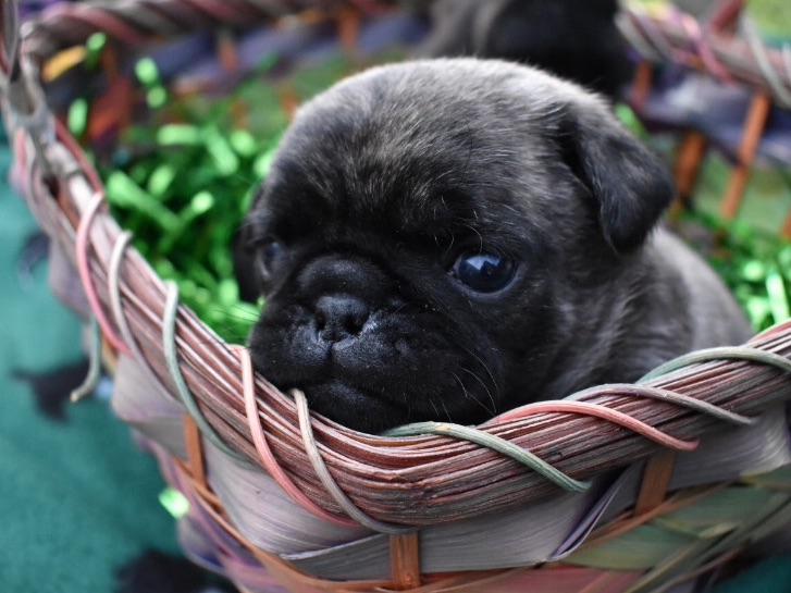 Cuddle Pugs!!! - Pug Puppies for Sale in Beaverton, OR | AKC Marketplace