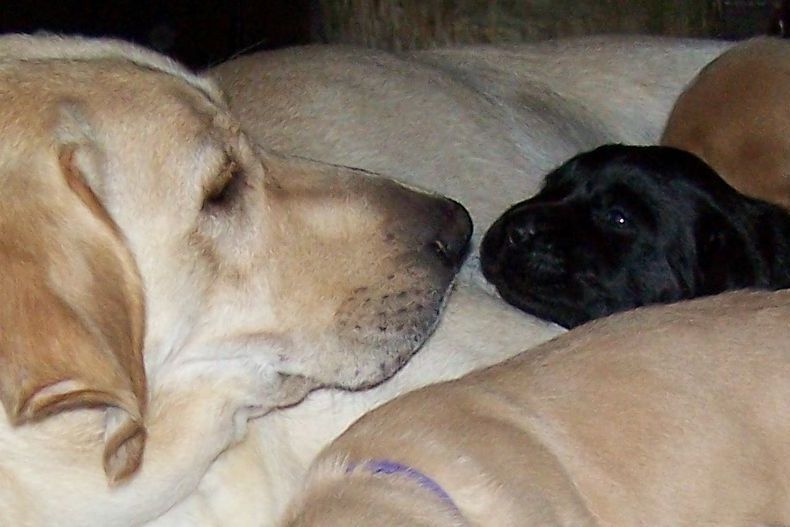 Black's Family Labradors - Labrador Retriever Puppies for Sale in ...