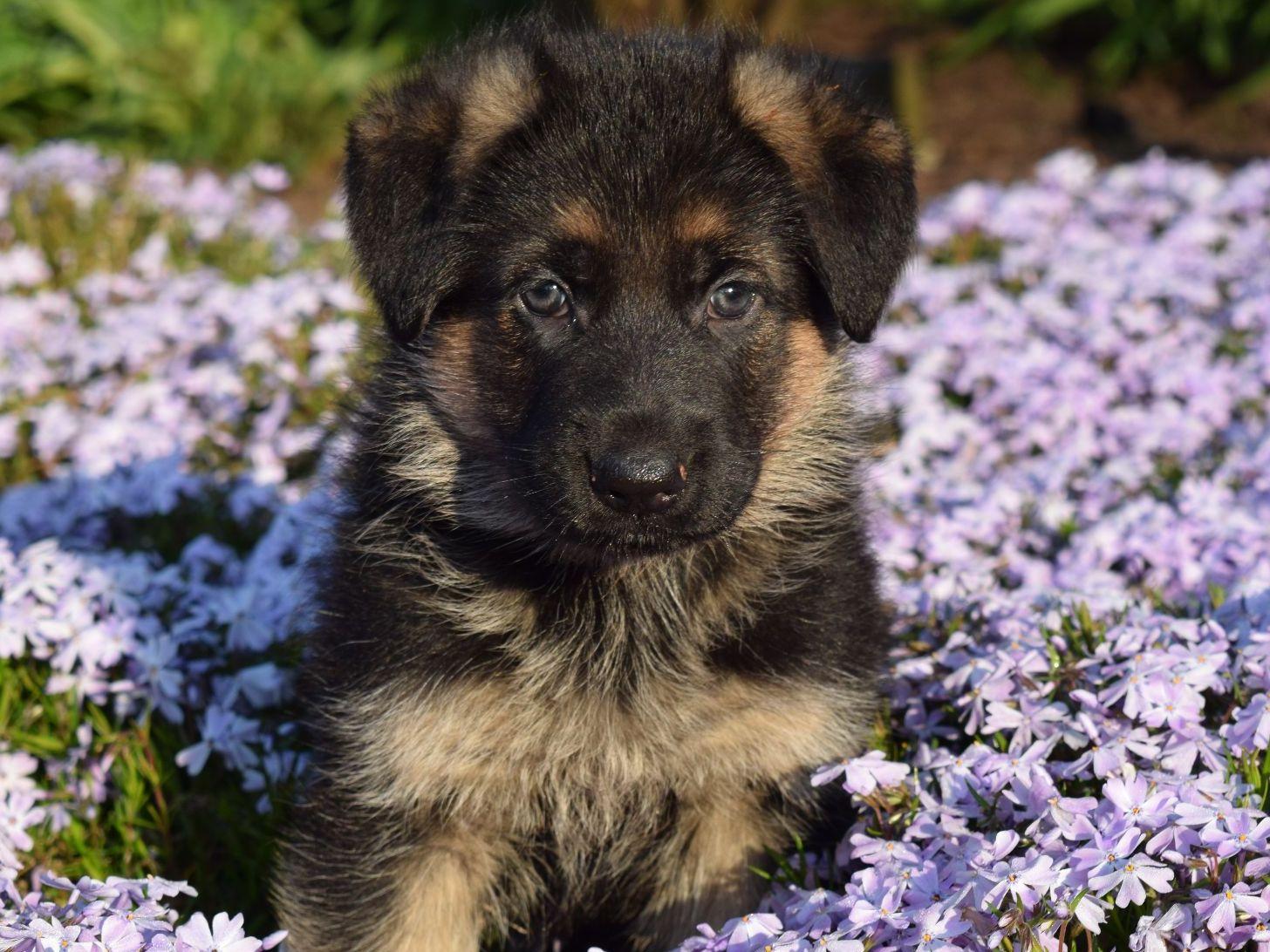 German Shepherd Dog Puppies For Sale In Pennsylvania
