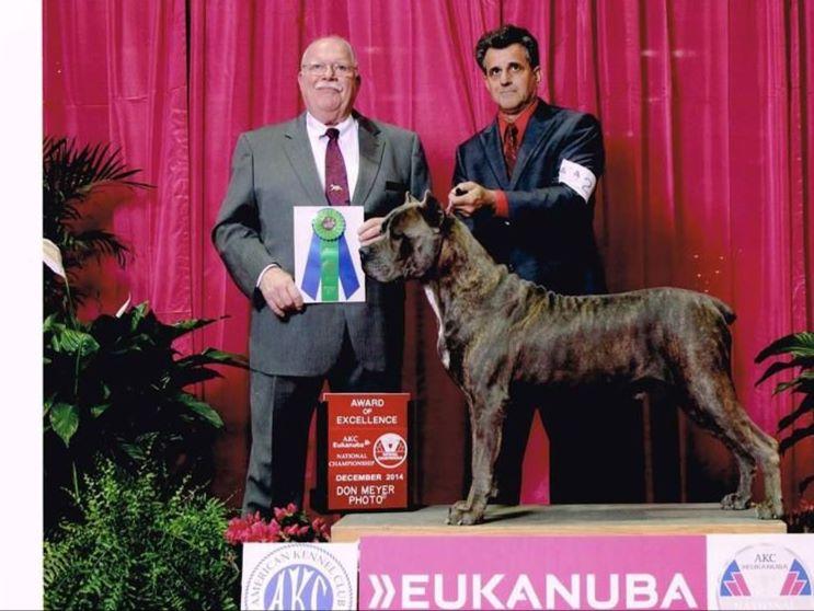 Capri Cane Corso - Cane Corso Puppies for Sale in Homosassa, FL | AKC ...