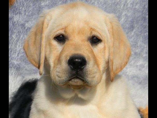 C-Chase's Labradors-Sharyl Barnes - Labrador Retriever Puppies for Sale ...