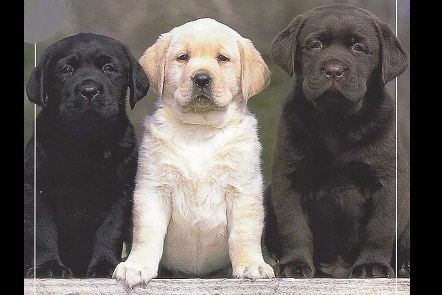 Labrador Retriever (Lab) Puppies For Sale In Maryland