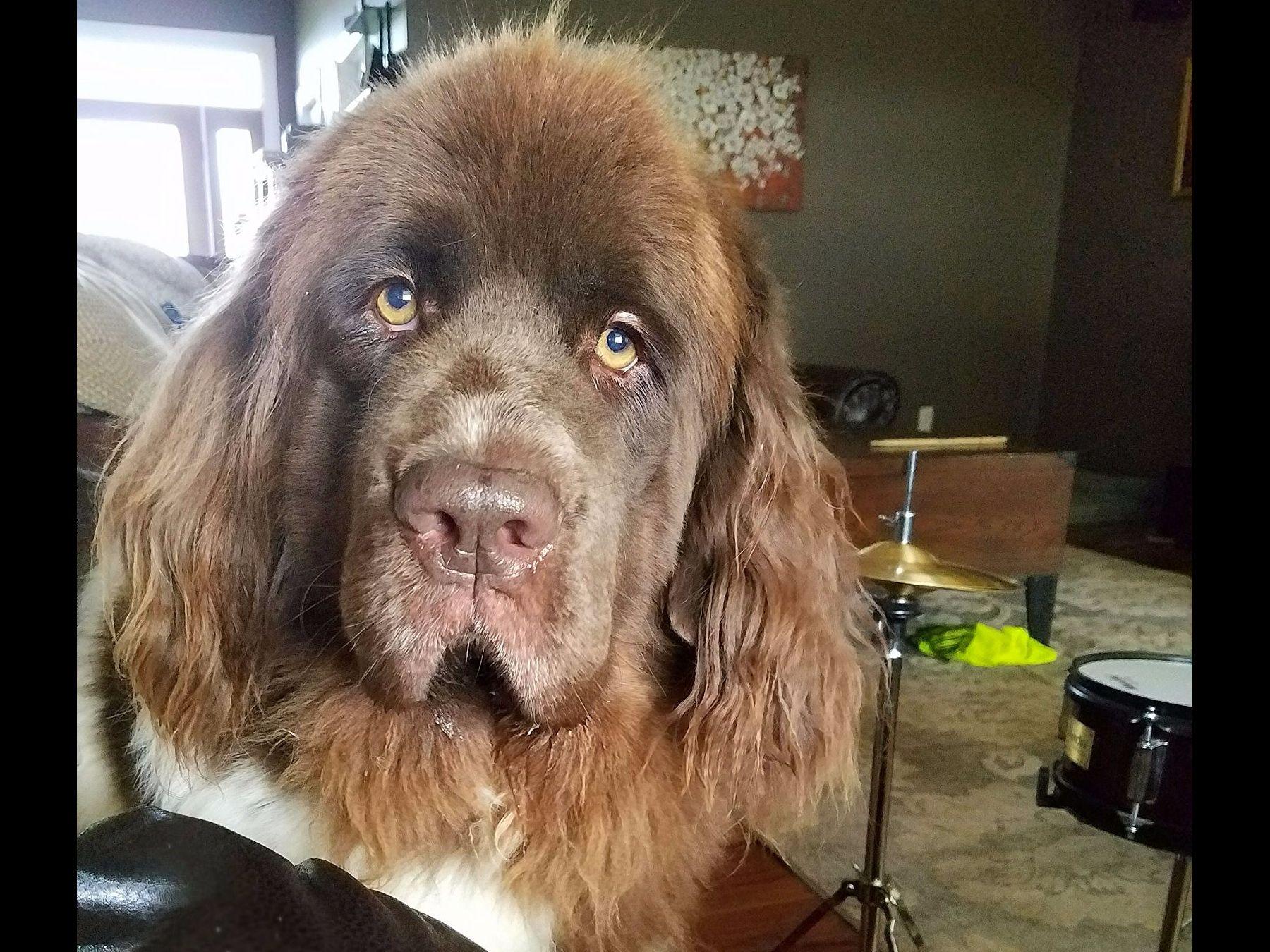 Vermillion Newfoundlands - Newfoundland Puppies for Sale in ...