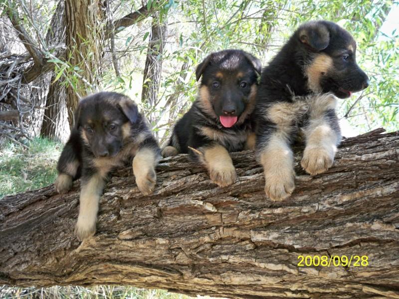 German Shepherd Dog Puppies For Sale In Arizona