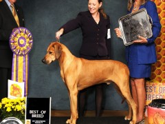 Rhodesian Ridgeback Puppies For Sale - AKC PuppyFinder