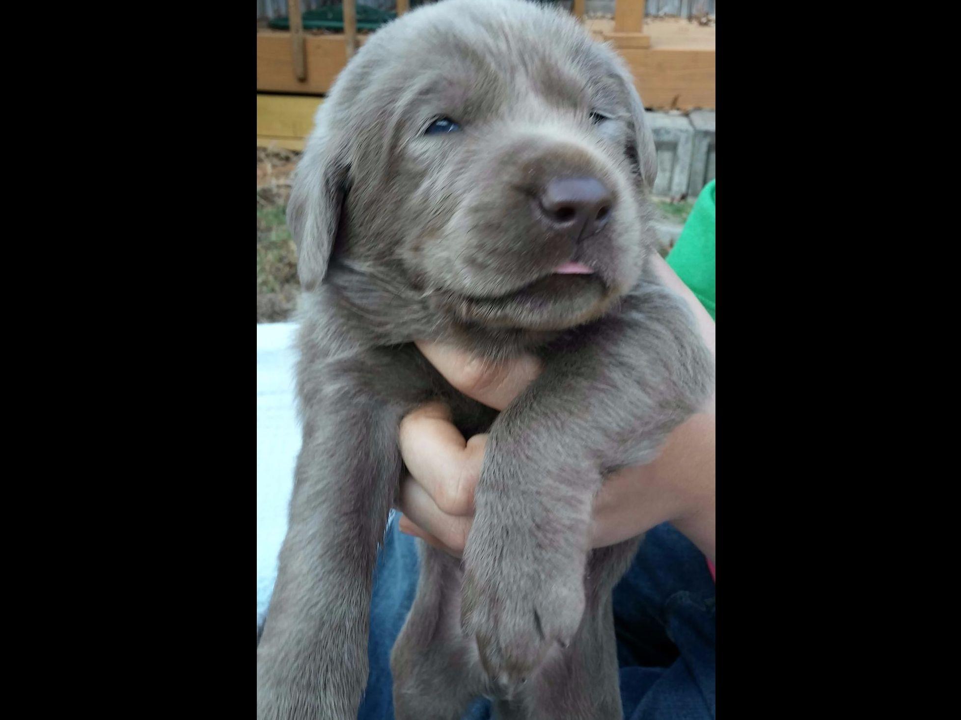 Sheppard's Superior Labs - Labrador Retriever Puppies for Sale in ...
