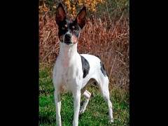 Rat Terrier Puppies For Sale - AKC PuppyFinder