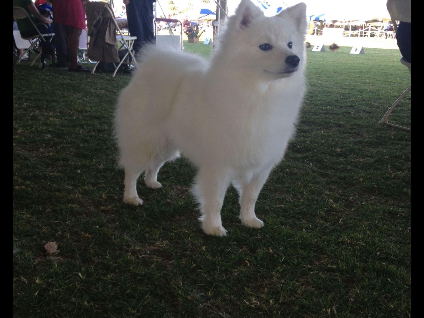 Klondyke's American Eskimos - American Eskimo Dog Puppies for Sale in ...