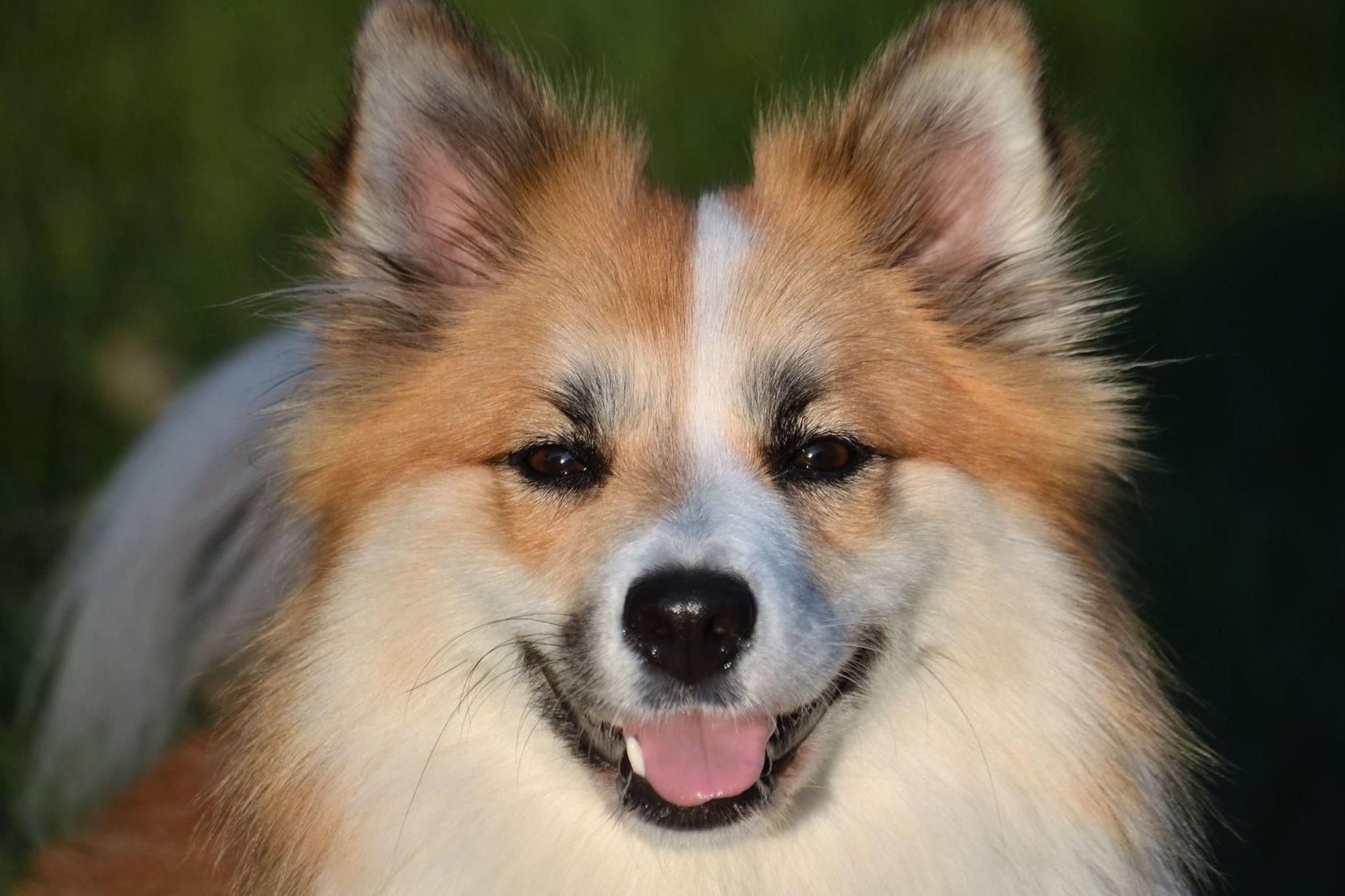 Icelandic Sheepdog Puppies