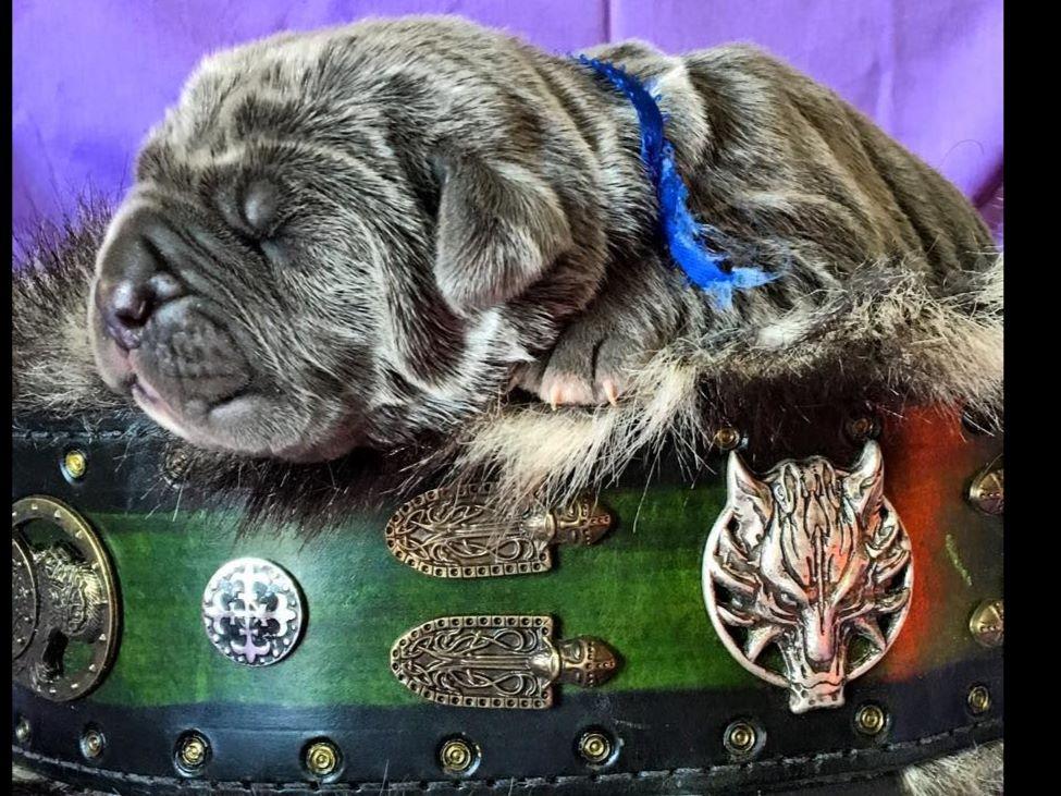 Neapolitan Mastiff Puppies For Sale