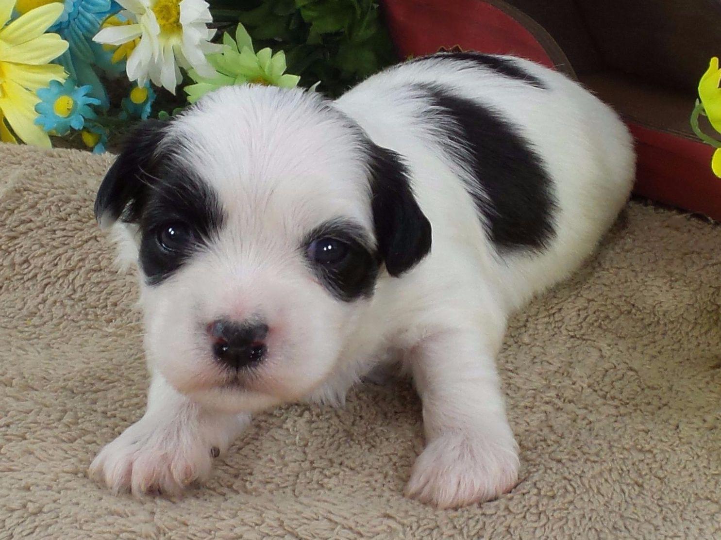 2 Cute Havanese - Havanese Puppies For Sale