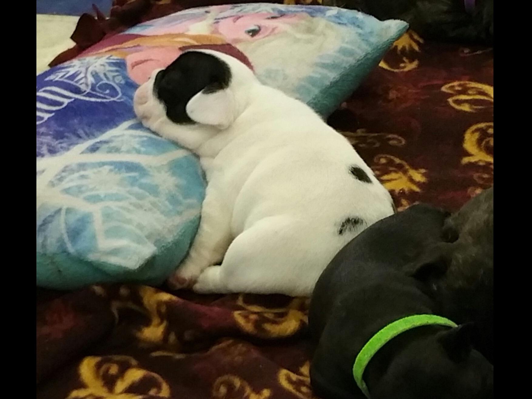 AKC Puppies For Sale In Coeur D Alene, ID