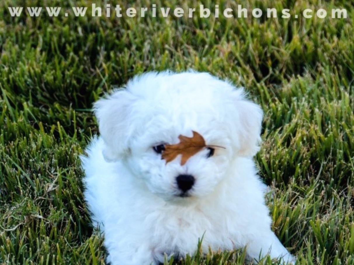 Bichon Frise Puppies For Sale In Arkansas