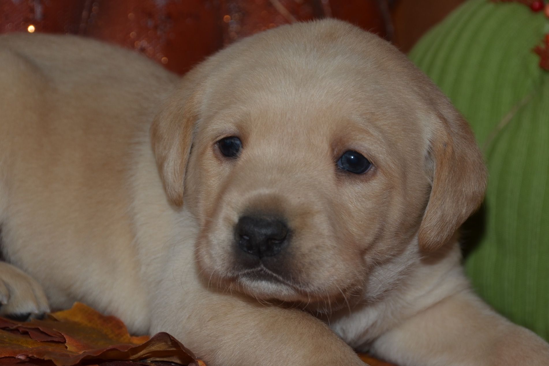 Labrador Retriever (Lab) Puppies For Sale In Pittsburgh, PA