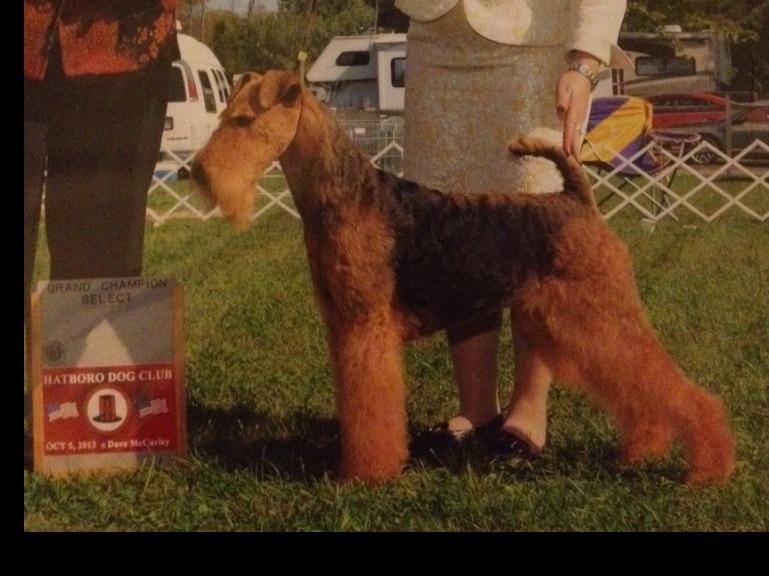 Glenayr Farm Airedales - Airedale Terrier Puppies for Sale in ...