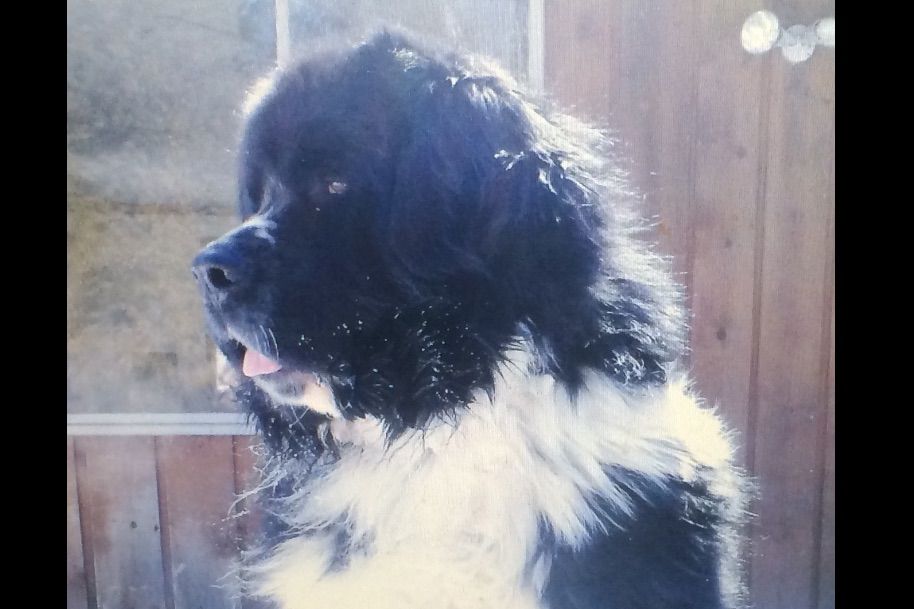 Cedar springs - Newfoundland Puppies for Sale in West Branch, MI | AKC ...