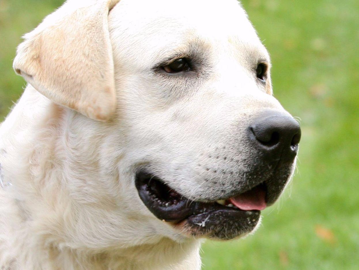 Hidden Pond Kennel - Labrador Retriever Puppies for Sale in Waverly, NY ...