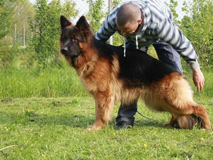 German Shepherd Dog Puppies For Sale In Hawaii