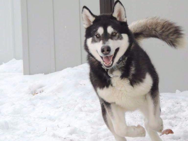 Aimee Deets -Mountain Lover Alaskan Malamutes - Alaskan Malamute ...