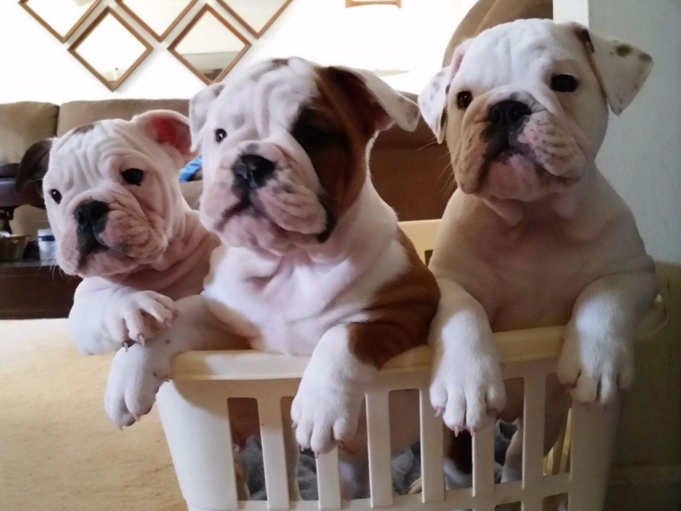 Bulldog Puppies For Sale In Georgia